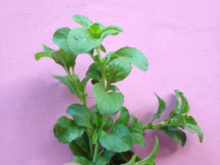 Poejo, Poejo Real ou Erva de São Lourenço – Farmácia da Natureza