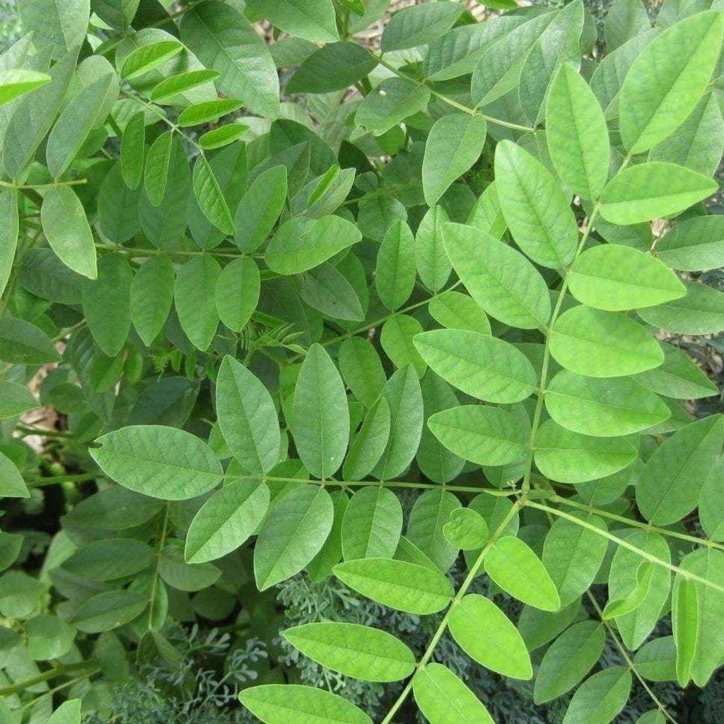 Alcaçuz – Farmácia da Natureza